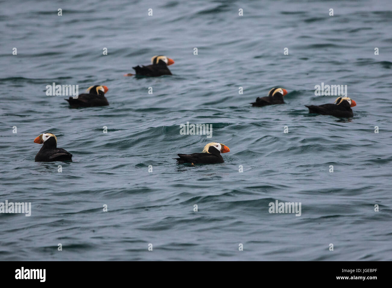 Puffin in Glaciar Bay, SE Alaska Stock Photo - Alamy
