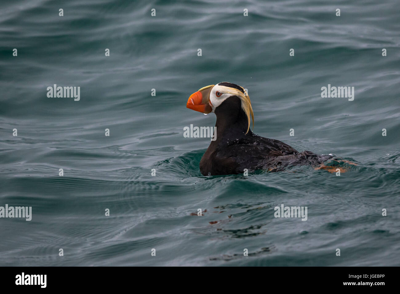 Puffin in Glaciar Bay, SE Alaska Stock Photo - Alamy
