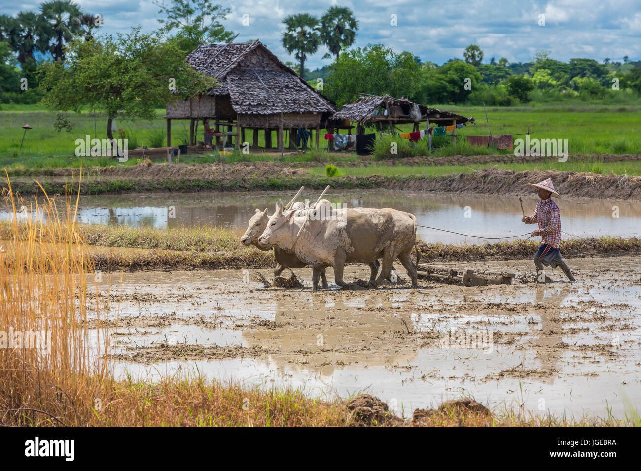 Farmer working the rice field with ox Stock Photo - Alamy