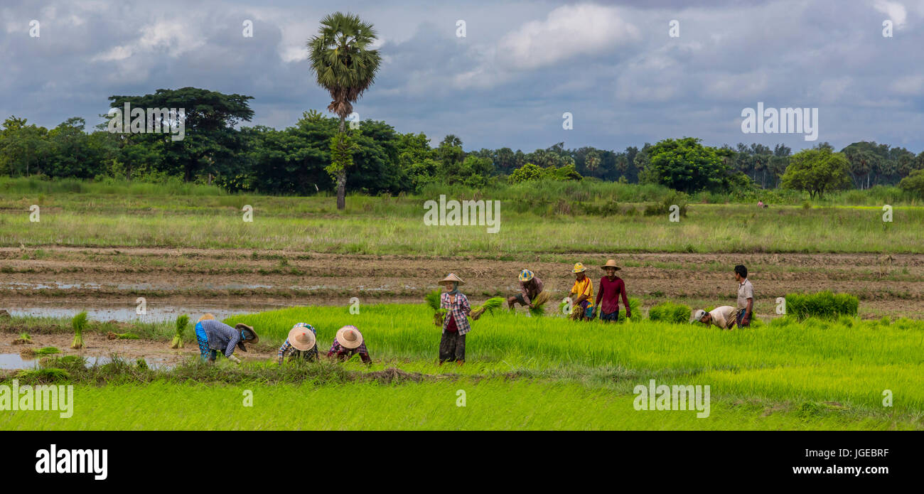 Rice workers in the rice field Stock Photo - Alamy
