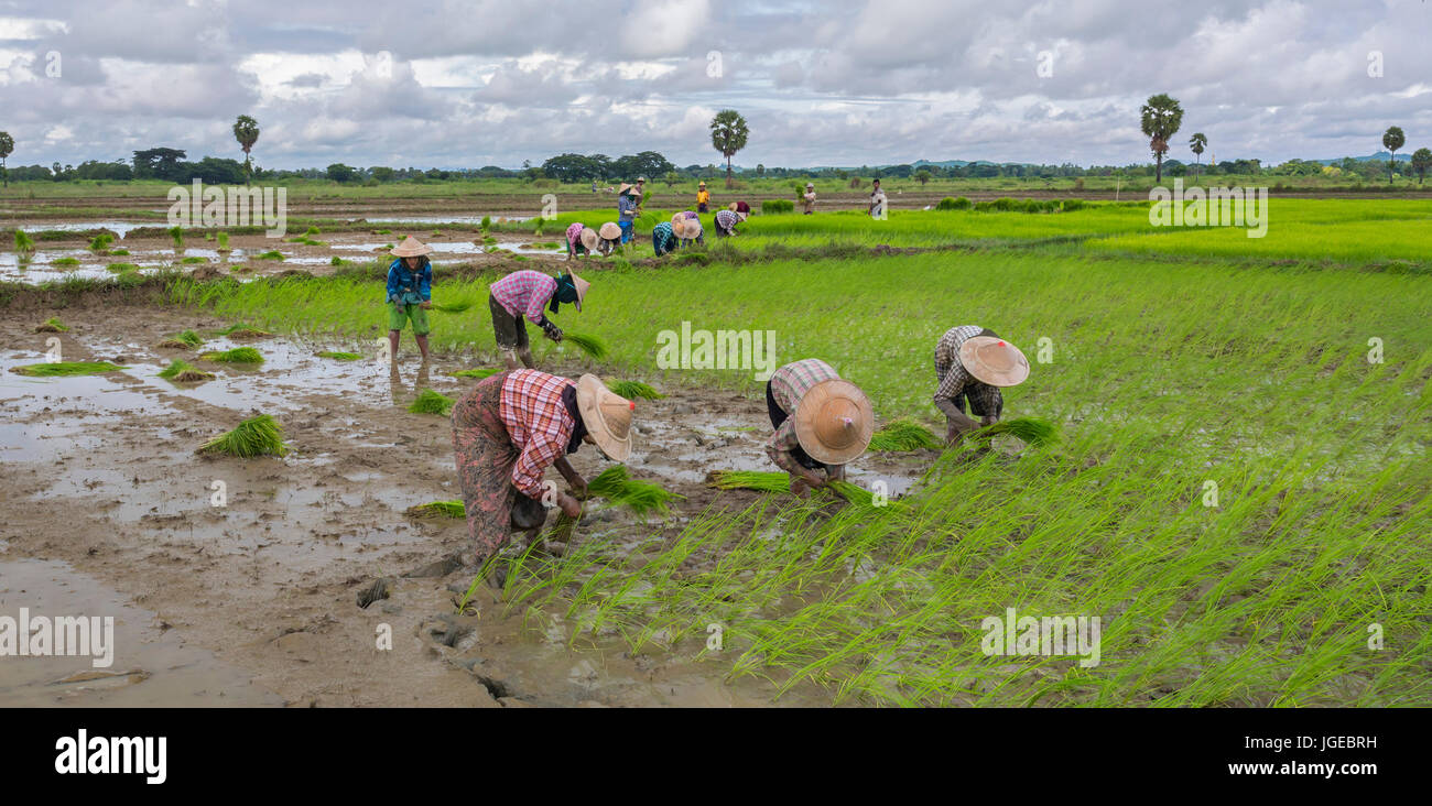 Workers in the rice field Stock Photo - Alamy