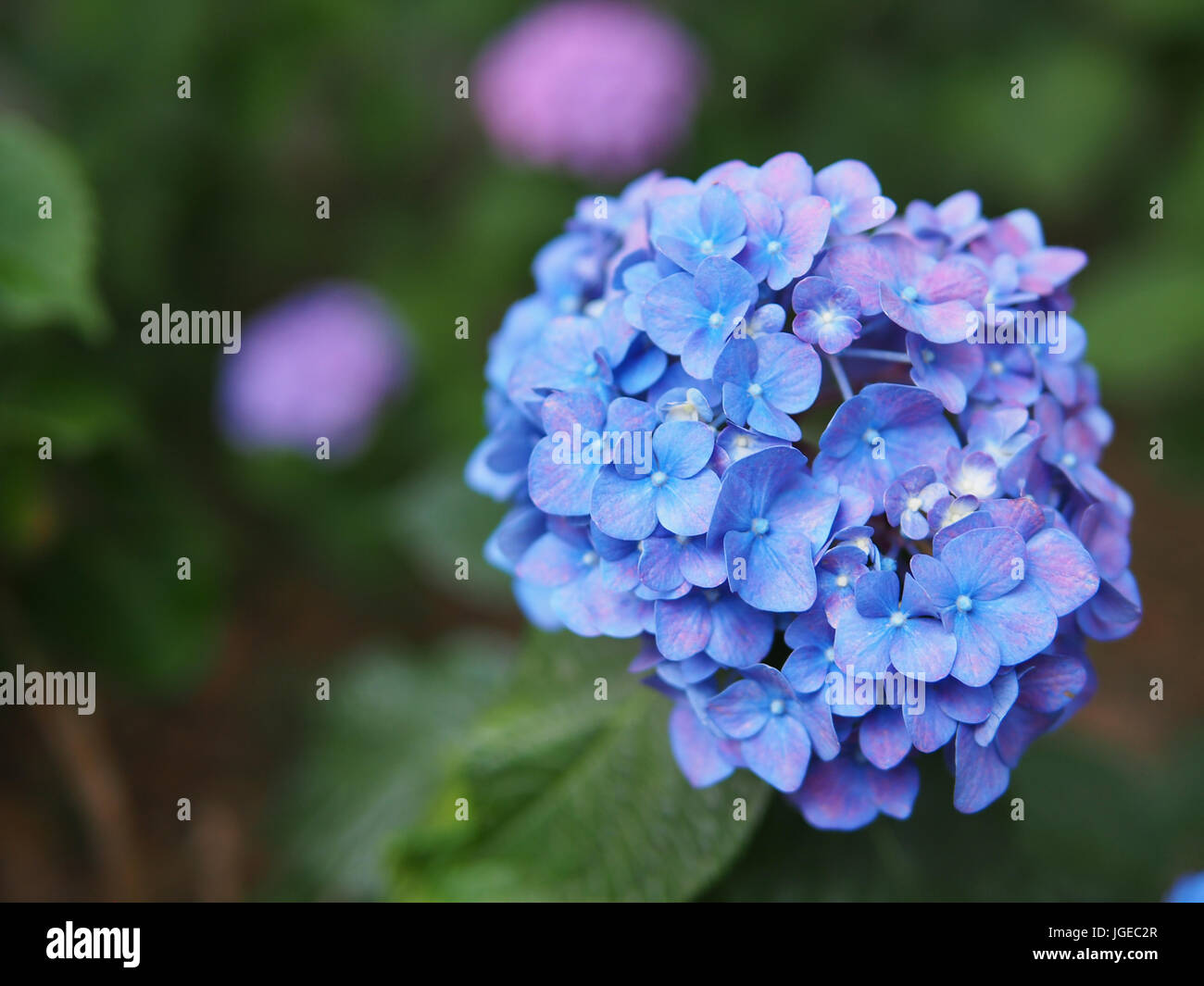Hydrangea tokyo hi-res stock photography and images - Alamy