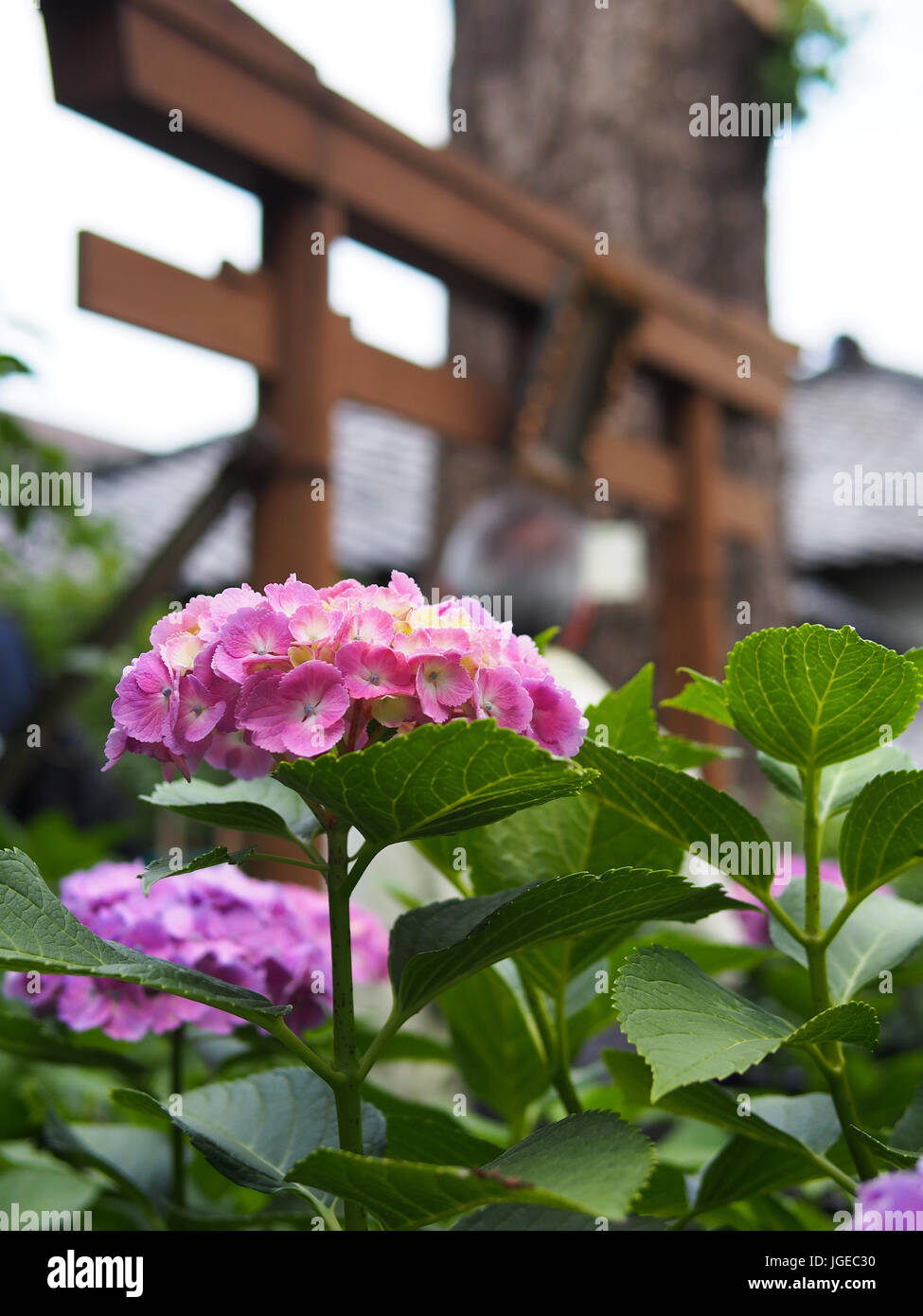 Hydrangea tokyo hi-res stock photography and images - Alamy