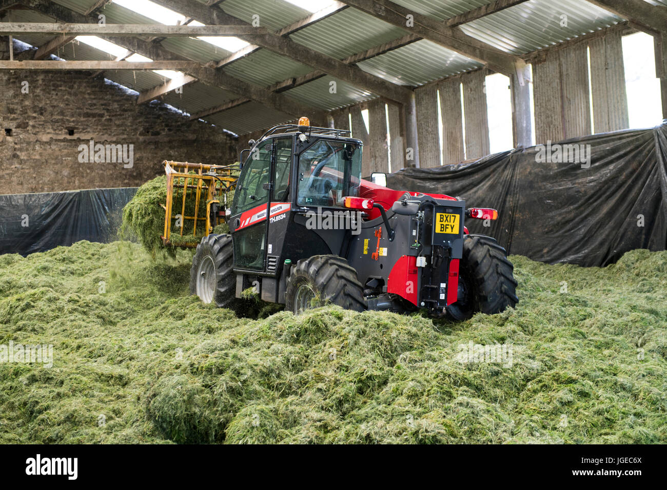 Large scale cattle farming hi-res stock photography and images - Alamy