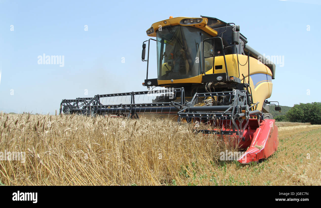 collecting the wheat Stock Photo - Alamy