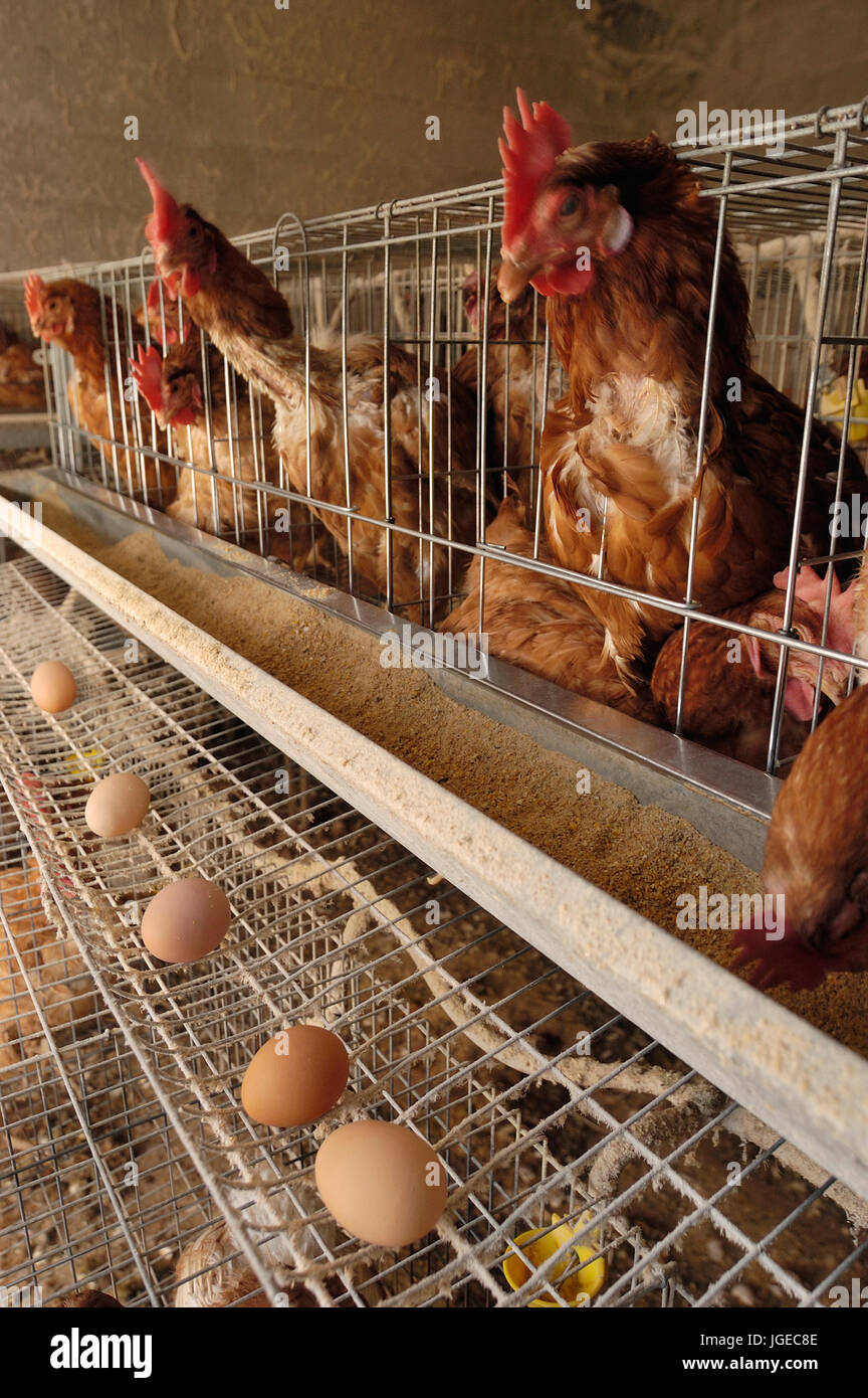 Cages for laying hens hi-res stock photography and images - Alamy