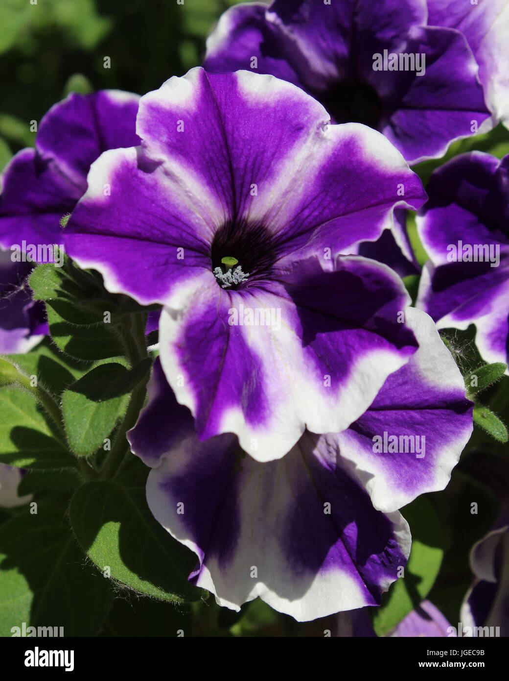 Vibrantly coloured purple and white striped petunia flower, growing ...