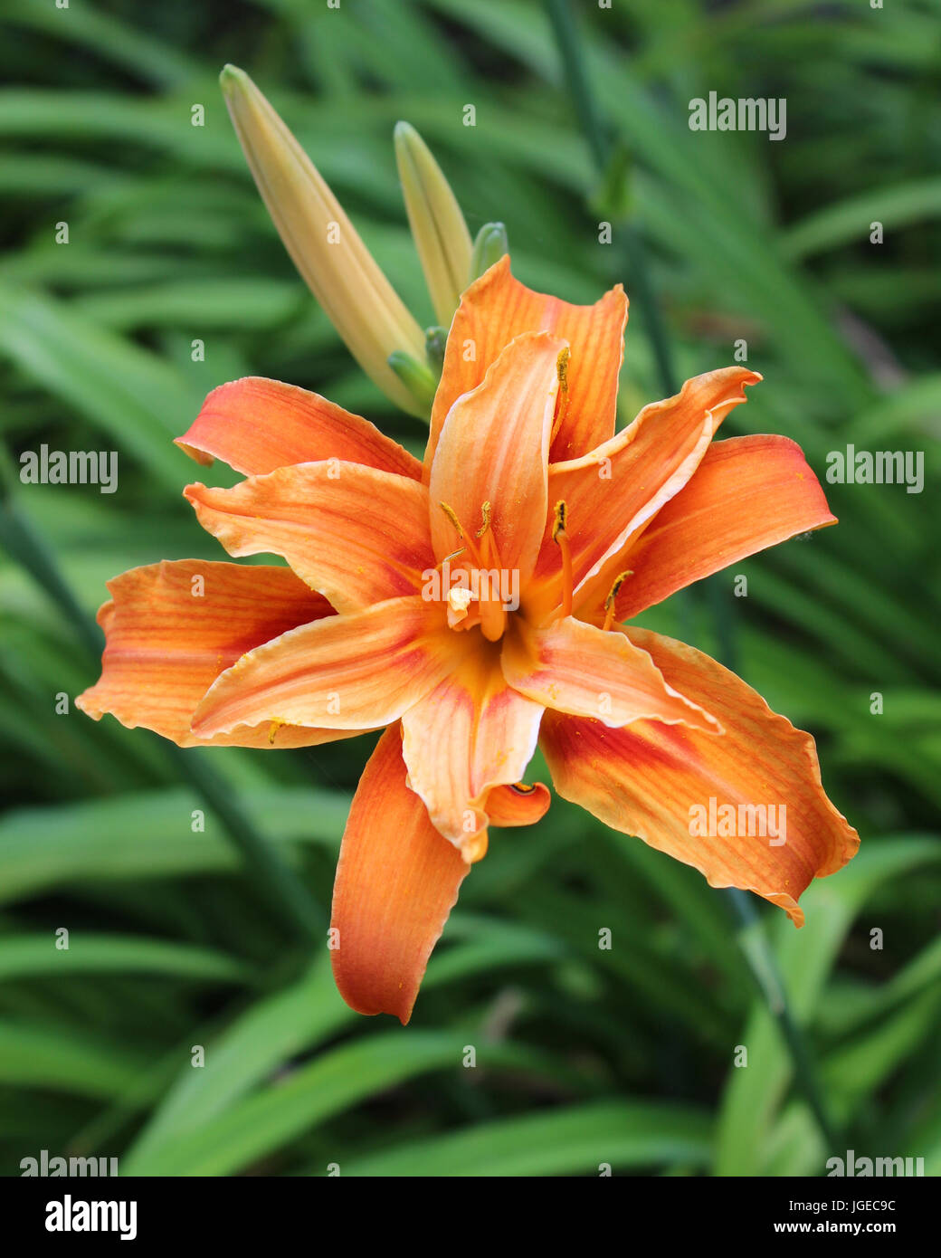 Double orange lily hi-res stock photography and images - Alamy