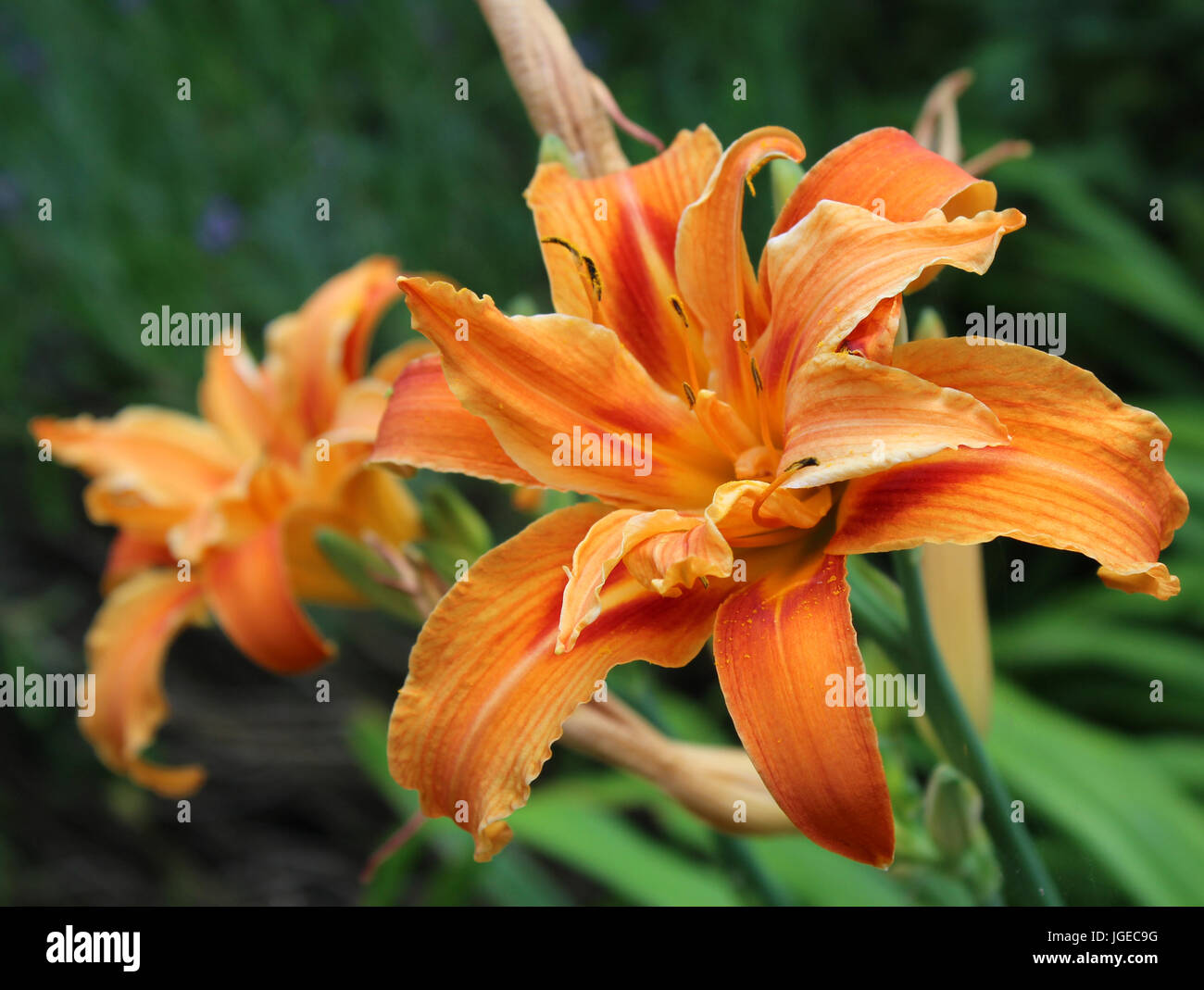 Double Orange Hemerocallis. The beautiful flower head of the the plant ...