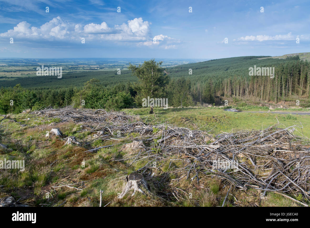 Forestery on the "Stang" overlooking Teesdale from Arkengarthdale in ...