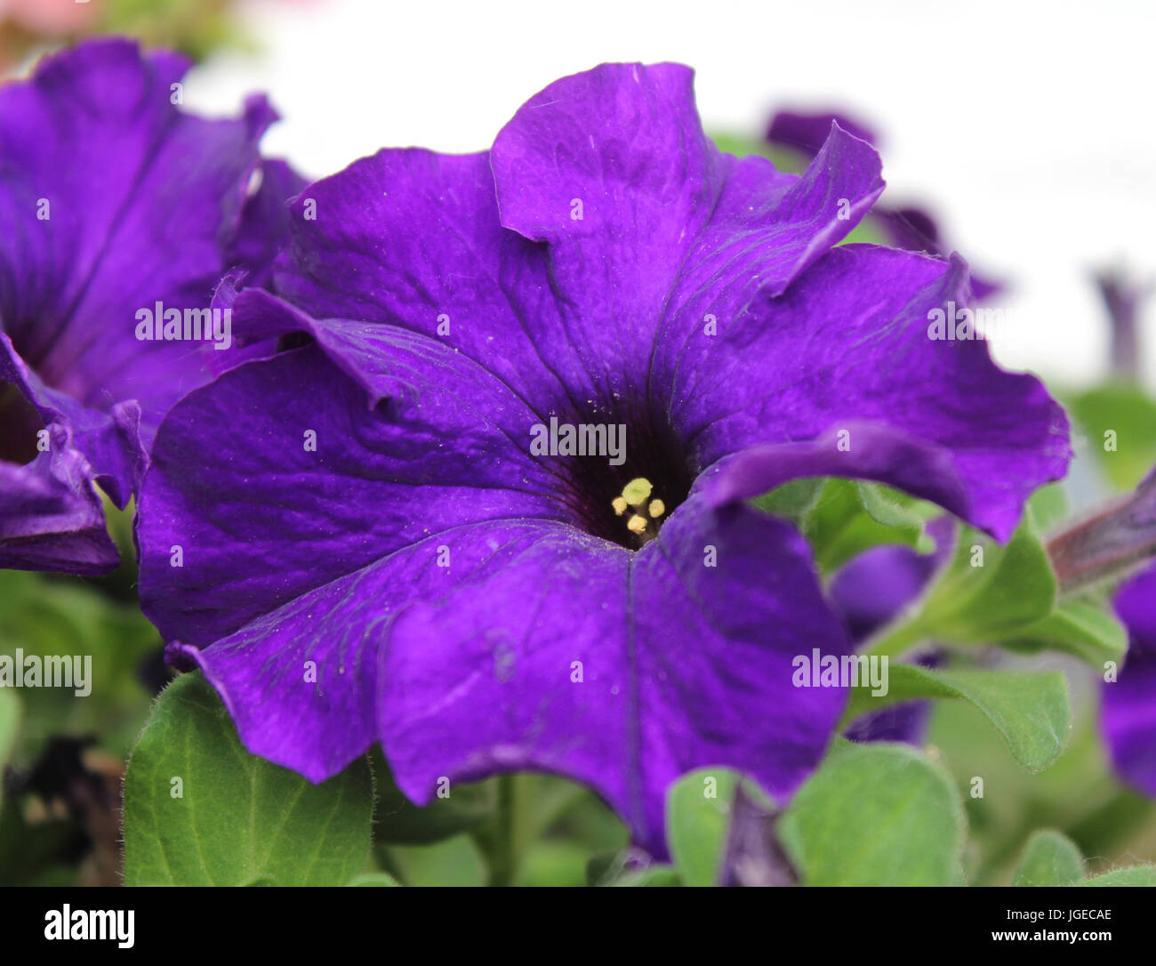 The vibrant flower of a deep purple Petunia, growing outdoors in the ...