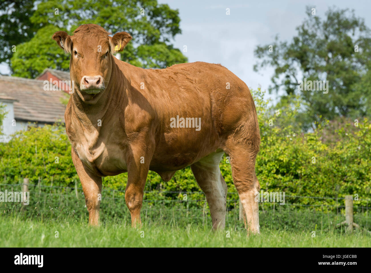 Herd limousin heifers grazing hi-res stock photography and images - Alamy