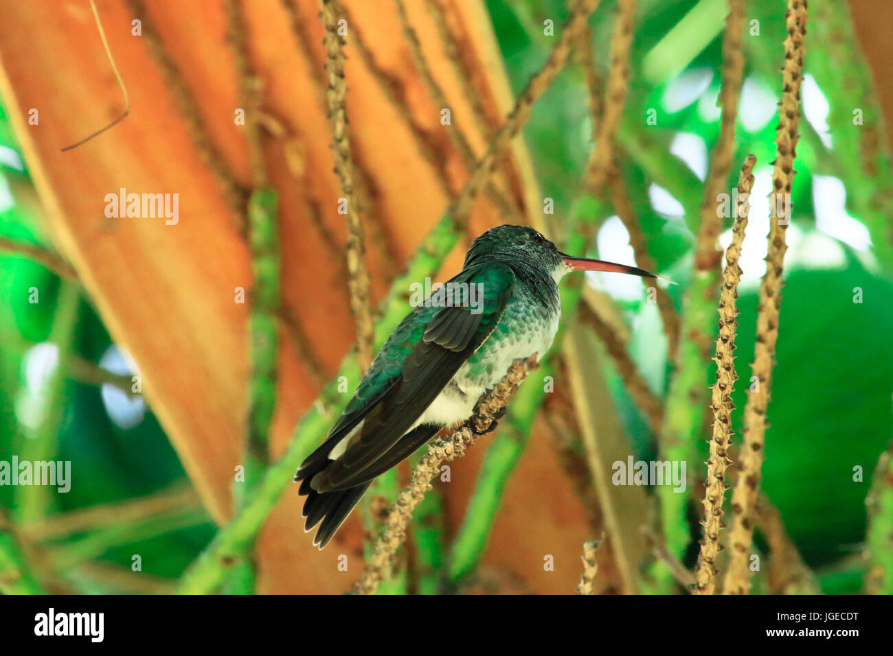 hummingbird Green sitting on the tree Stock Photo - Alamy