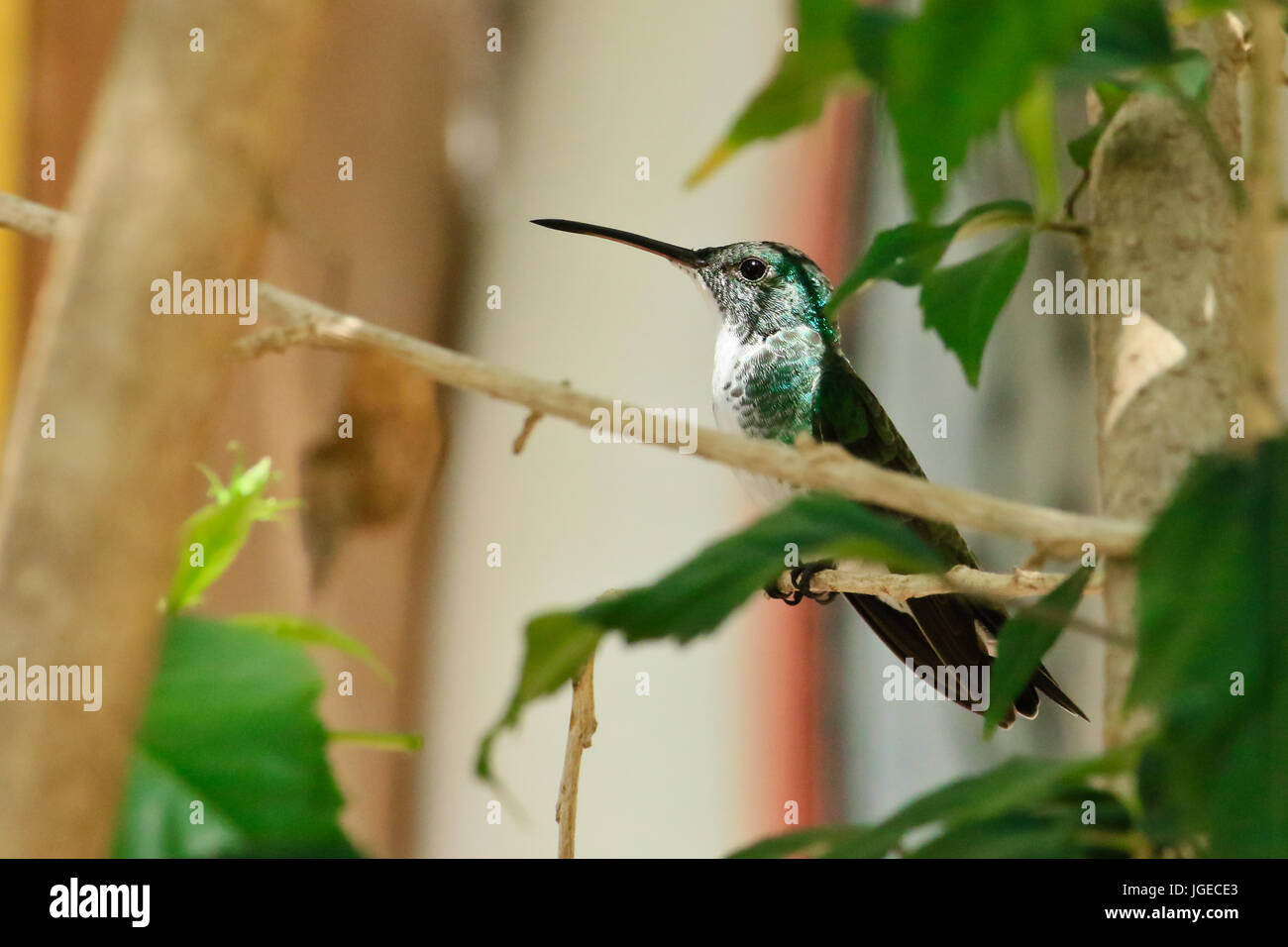 hummingbird Green sitting on the tree Stock Photo - Alamy