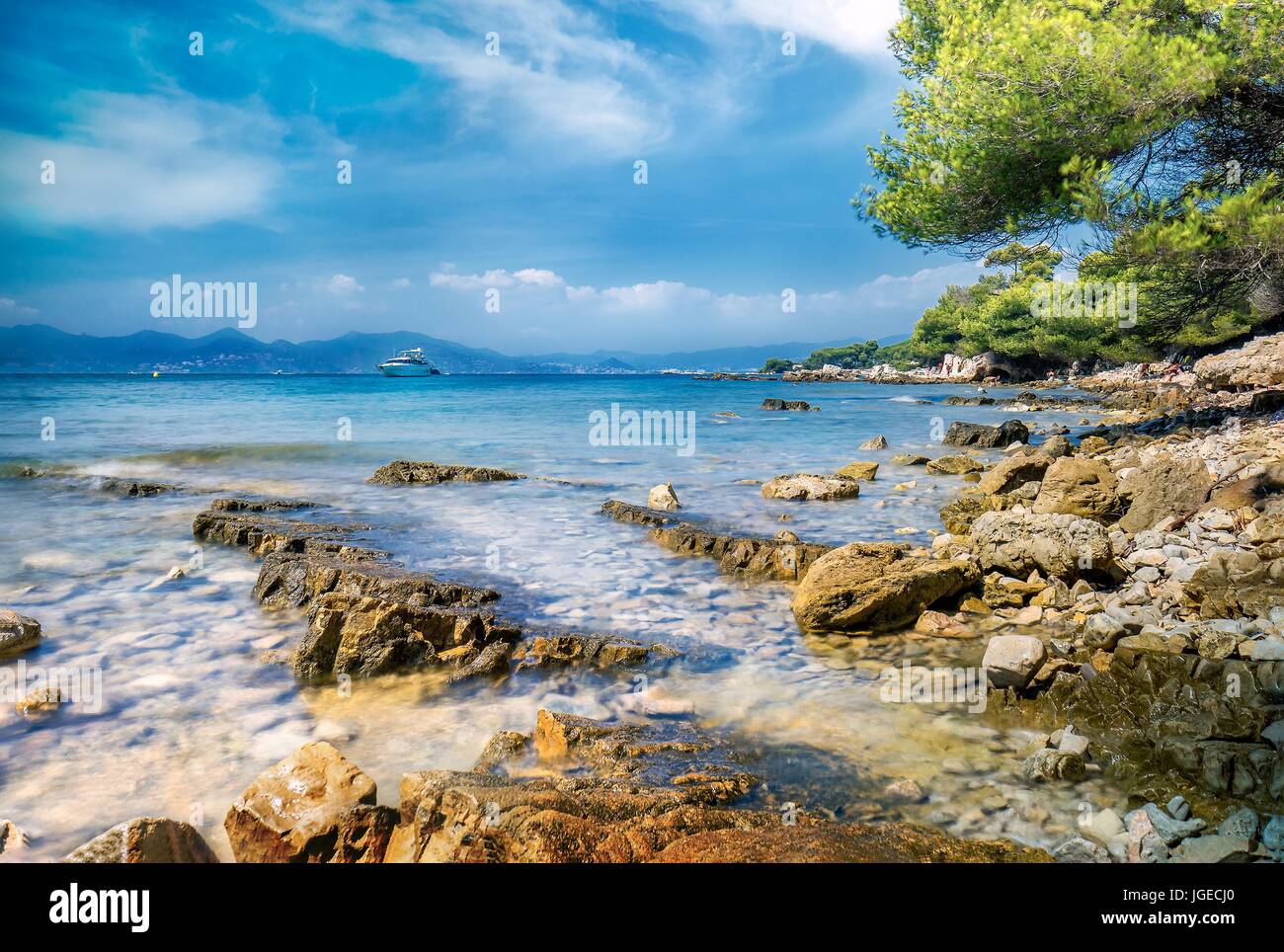 Marguerite island hi-res stock photography and images - Alamy
