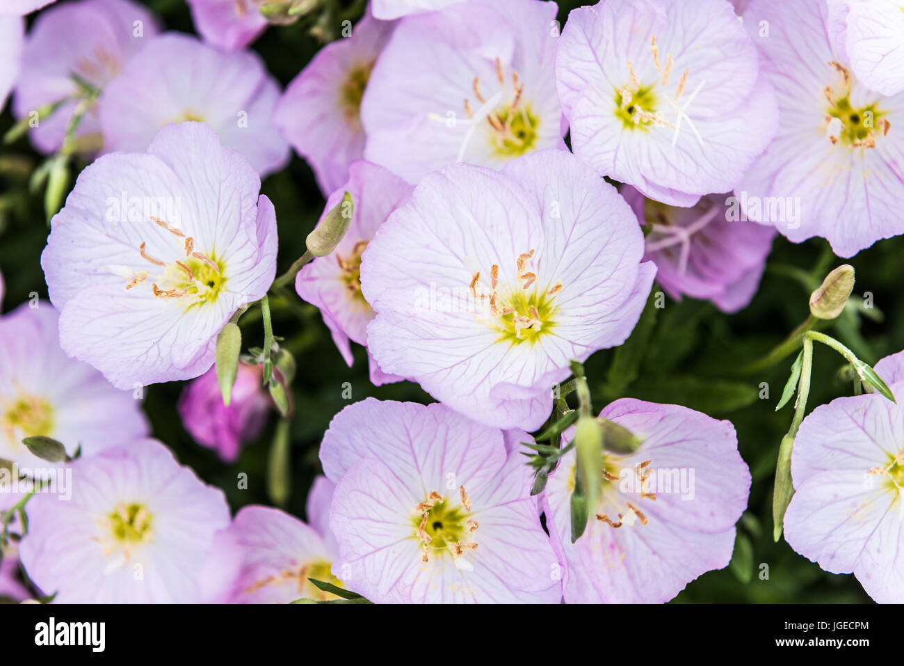 Evening primrose flowers hi-res stock photography and images - Alamy