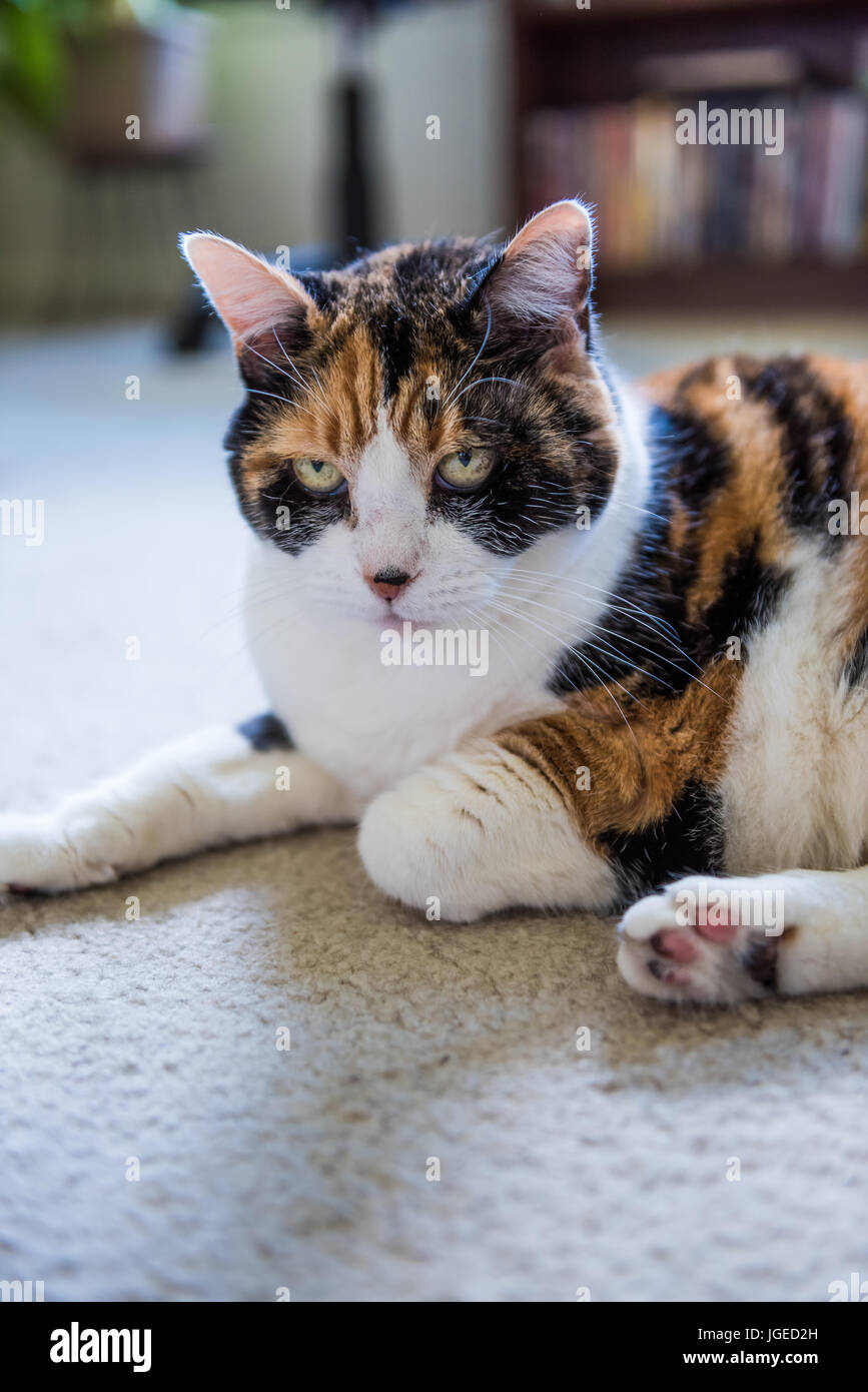Calico cat face hi-res stock photography and images - Alamy