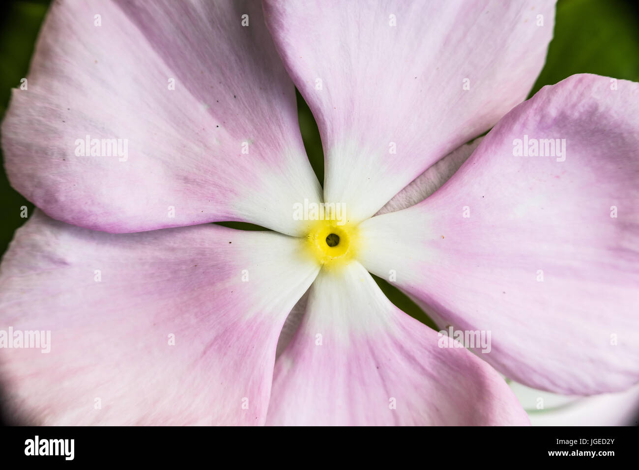 Rosy periwinkle hi-res stock photography and images - Alamy