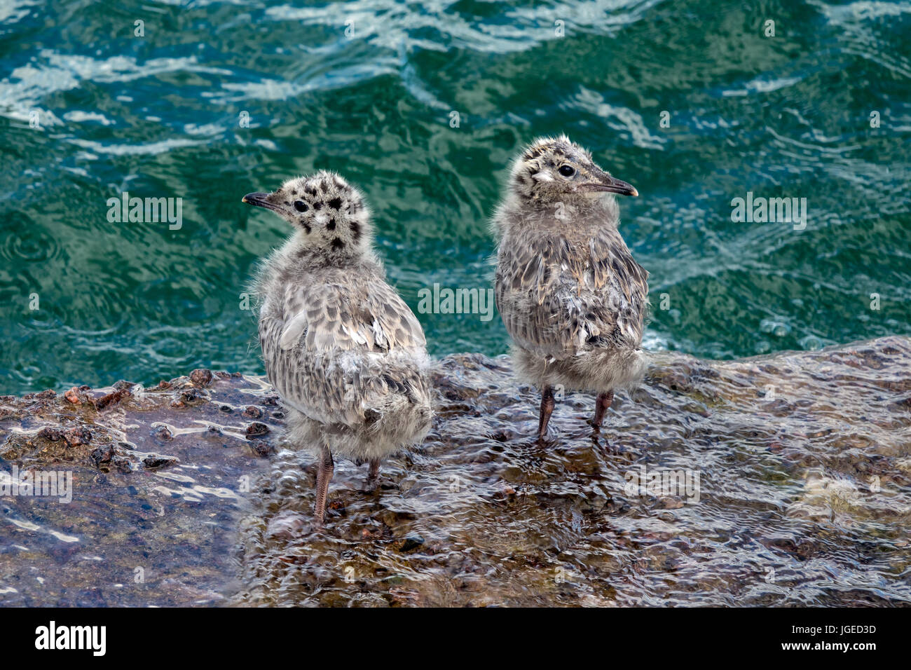 Common Gull chicks in the water Stock Photo - Alamy
