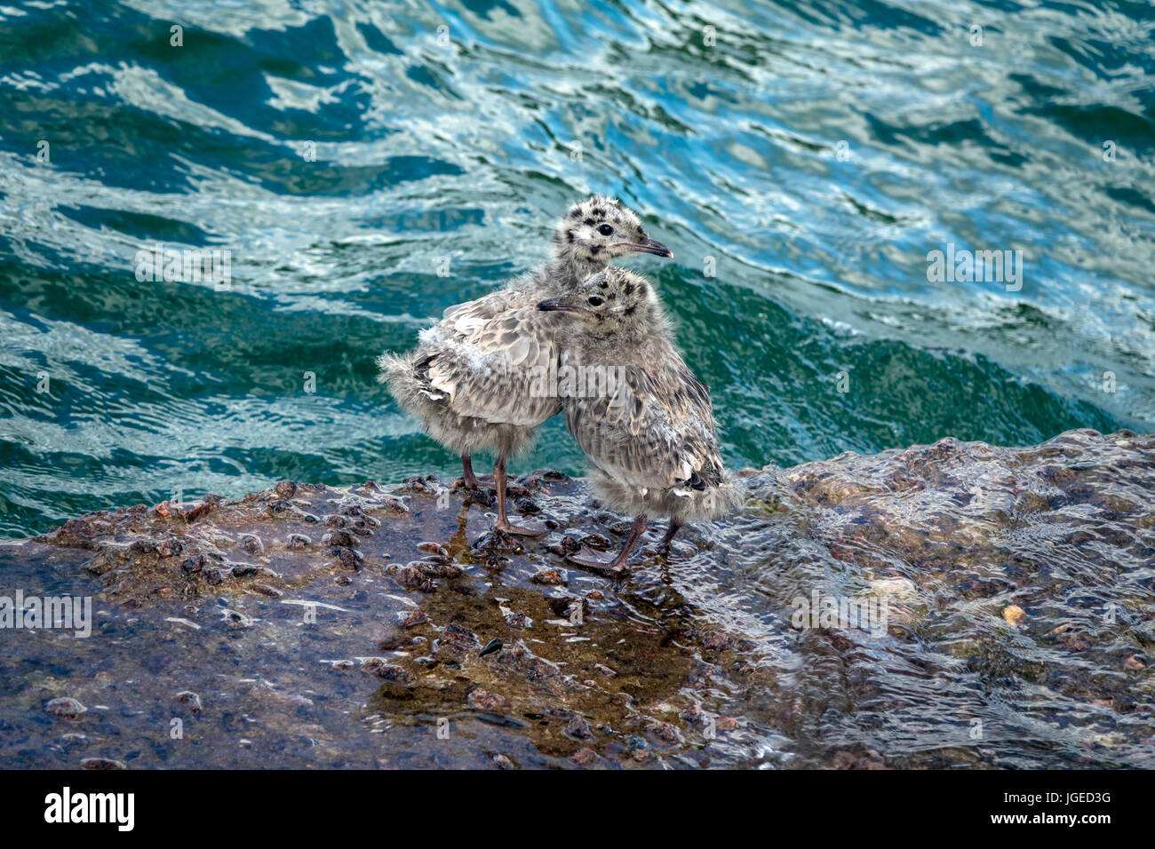 Common Gull chicks in the water Stock Photo - Alamy