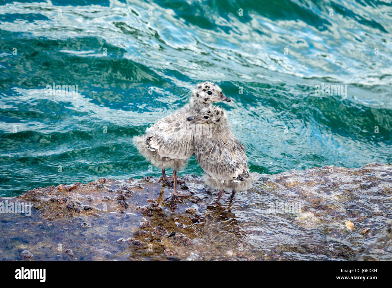 Common Gull chicks in the water Stock Photo - Alamy