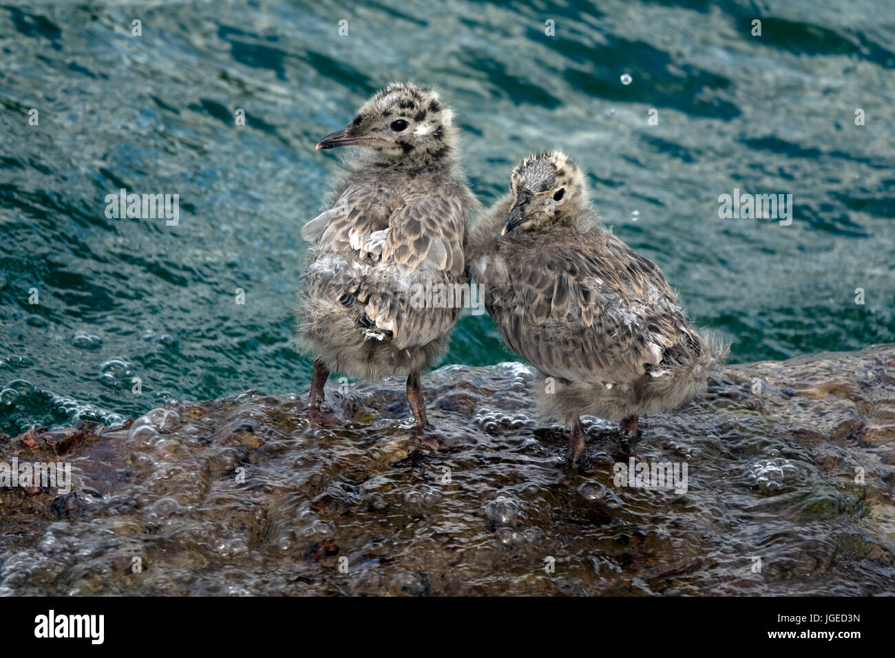 Common Gull chicks in the water Stock Photo - Alamy