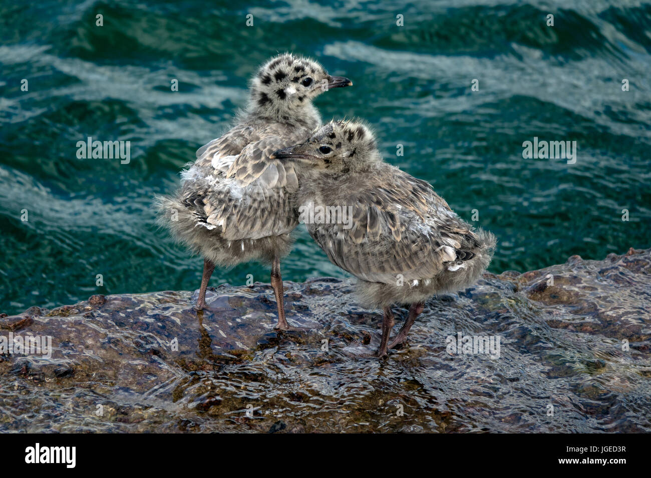 Common Gull chicks in the water Stock Photo - Alamy