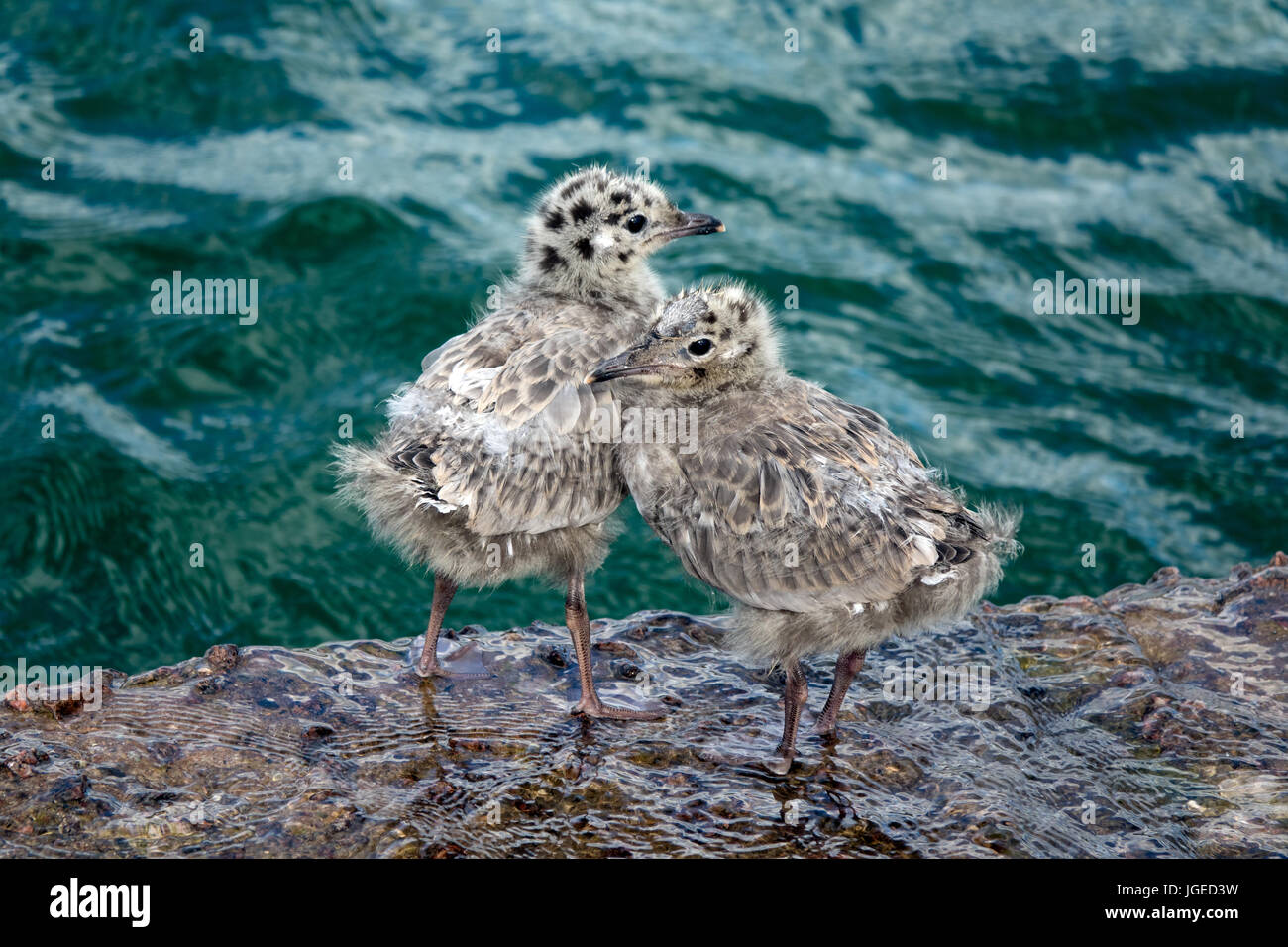 Gull chicks by the lake shore hi-res stock photography and images - Alamy