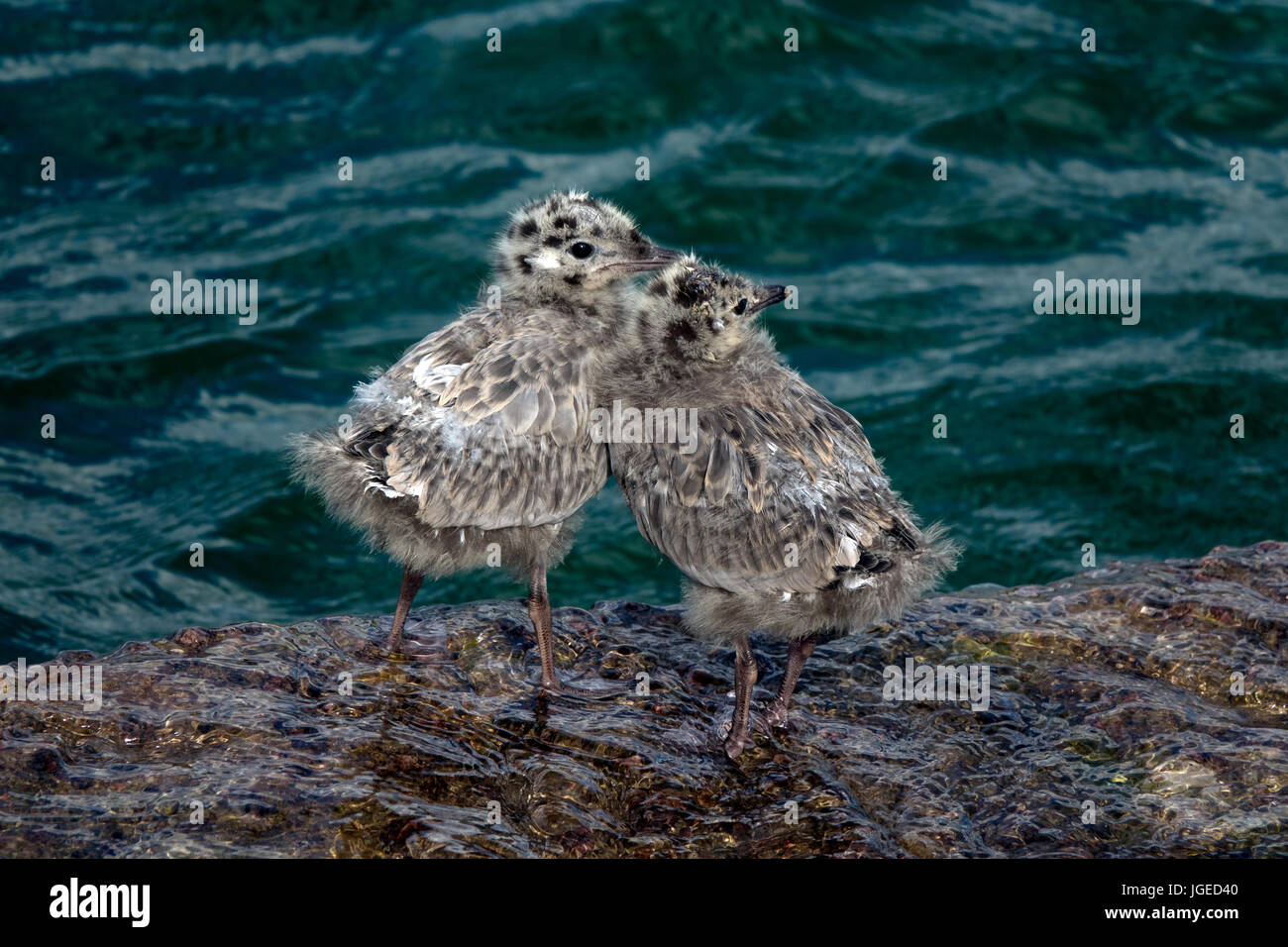 Common Gull chicks in the water Stock Photo - Alamy