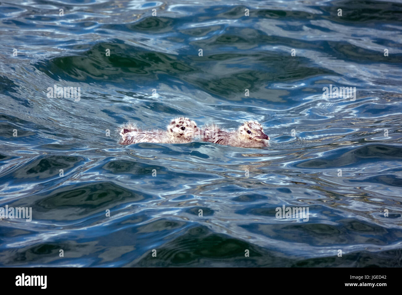 Common Gull chicks in the water Stock Photo - Alamy