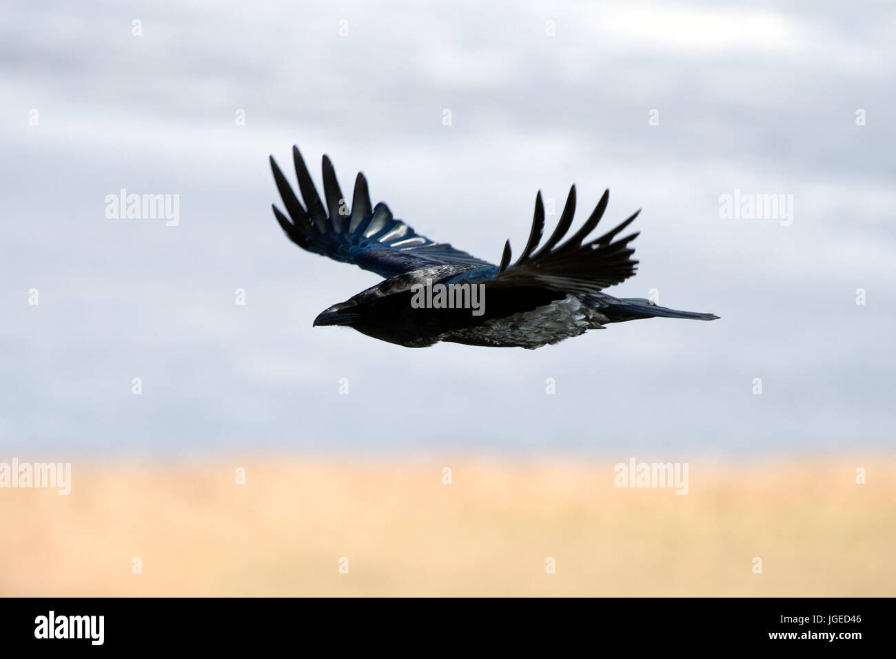 The Raven of Iceland and Faeroe Islands is a sub species of the common ...