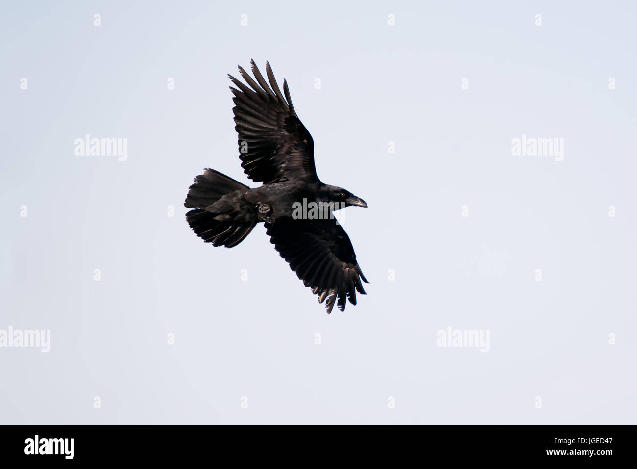 The Raven of Iceland and Faeroe Islands is a sub species of the common ...