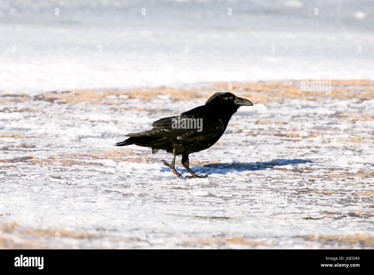 The Raven of Iceland and Faeroe Islands is a sub species of the common ...