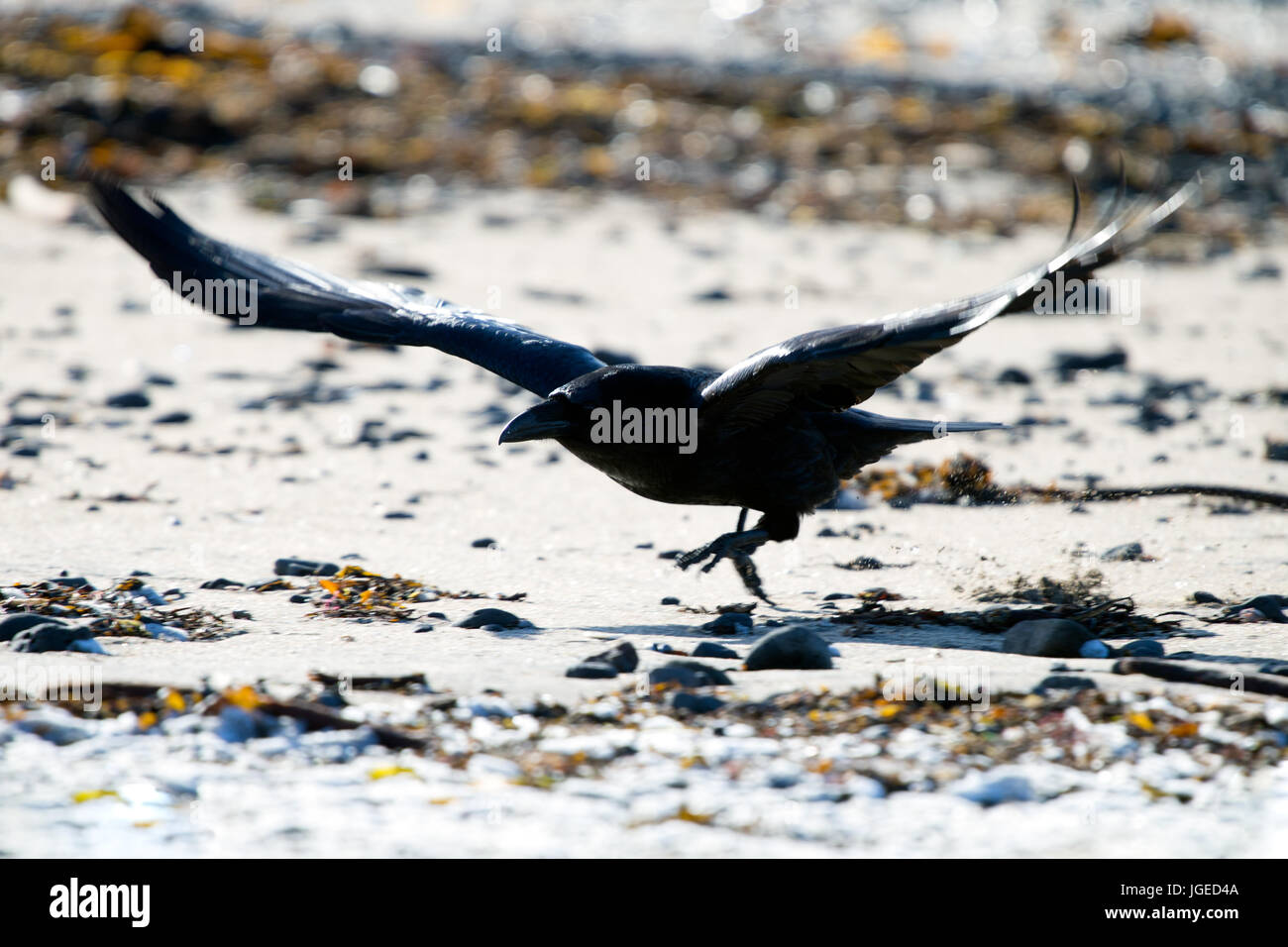 The Raven of Iceland and Faeroe Islands is a sub species of the common ...