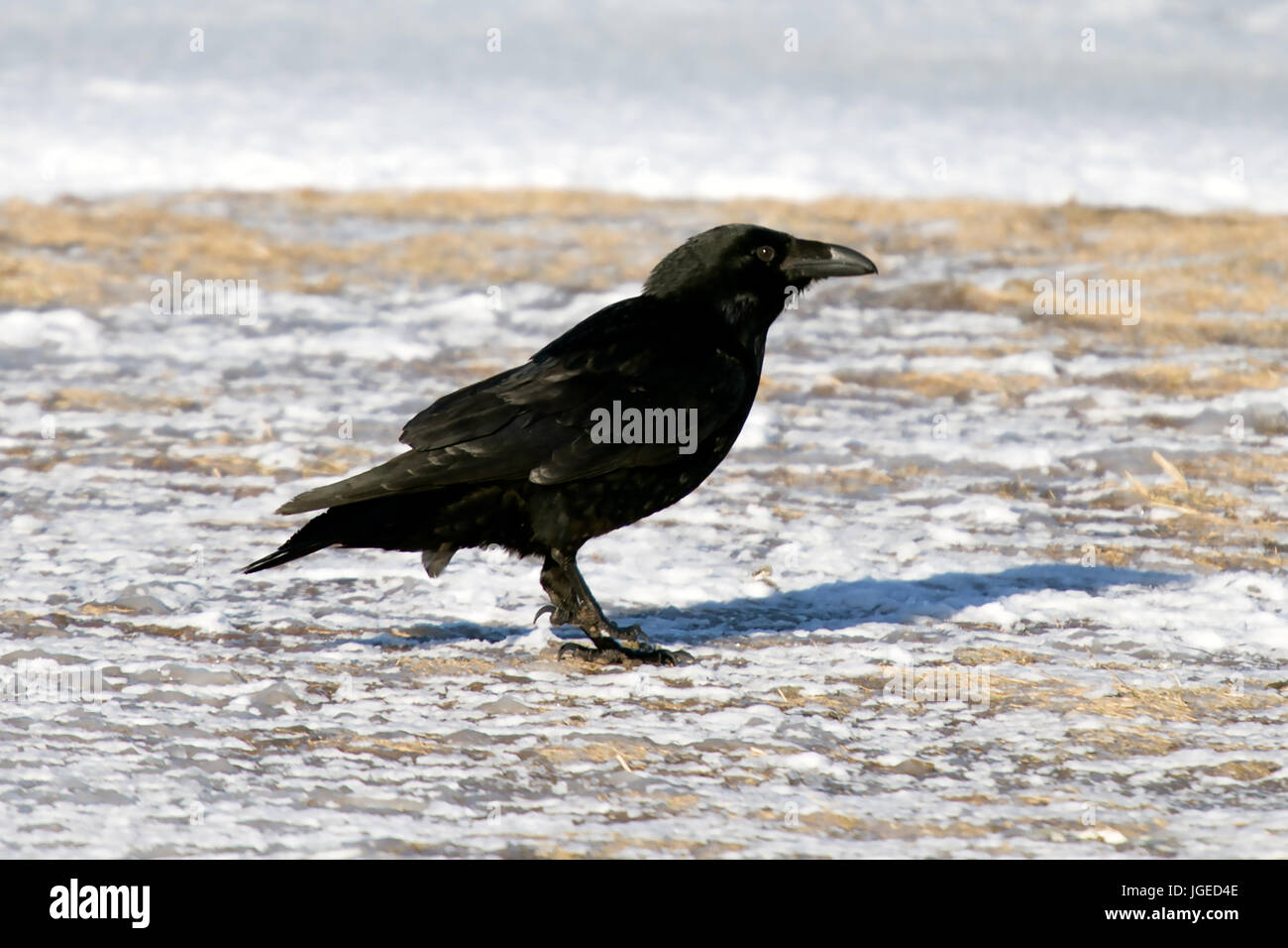 The Raven of Iceland and Faeroe Islands is a sub species of the common ...