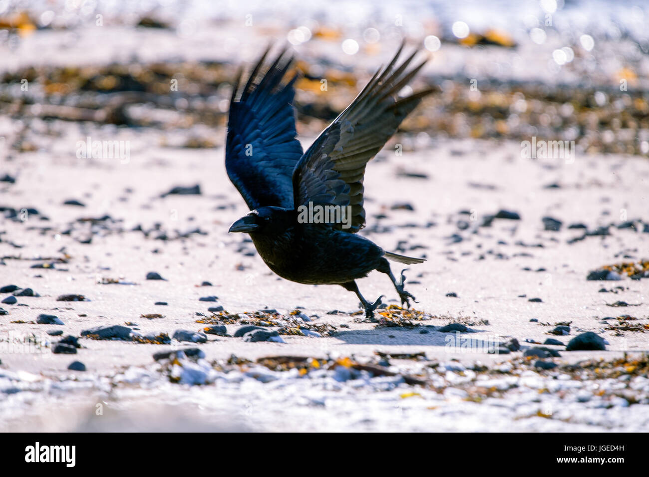 The Raven of Iceland and Faeroe Islands is a sub species of the common ...