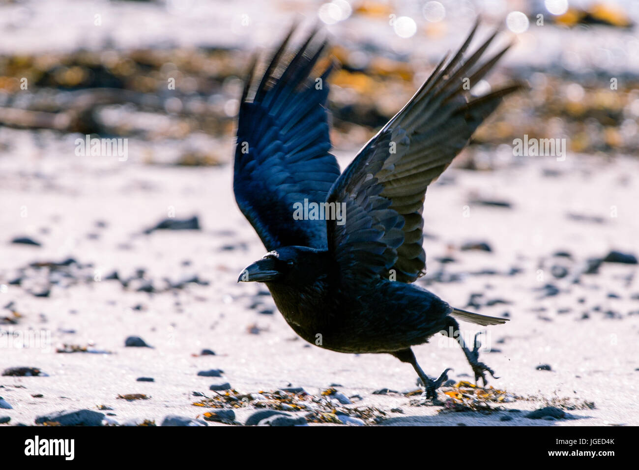 The Raven of Iceland and Faeroe Islands is a sub species of the common ...