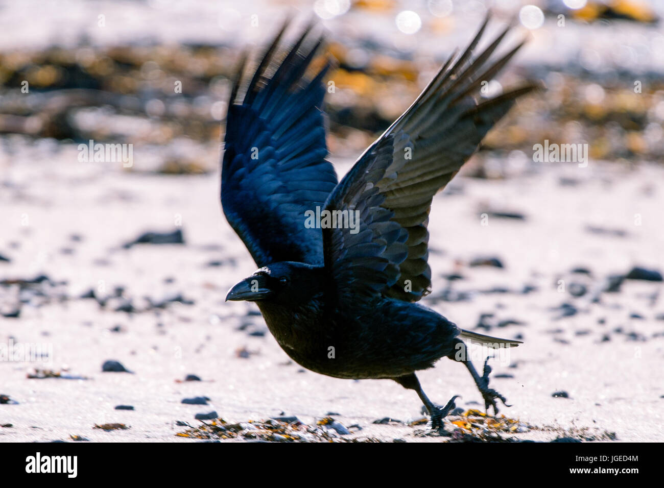 The Raven of Iceland and Faeroe Islands is a sub species of the common ...