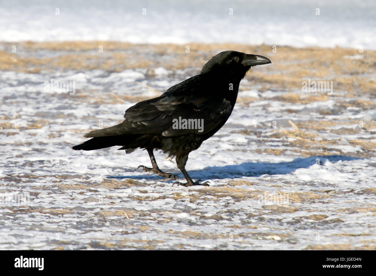 The Raven of Iceland and Faeroe Islands is a sub species of the common ...