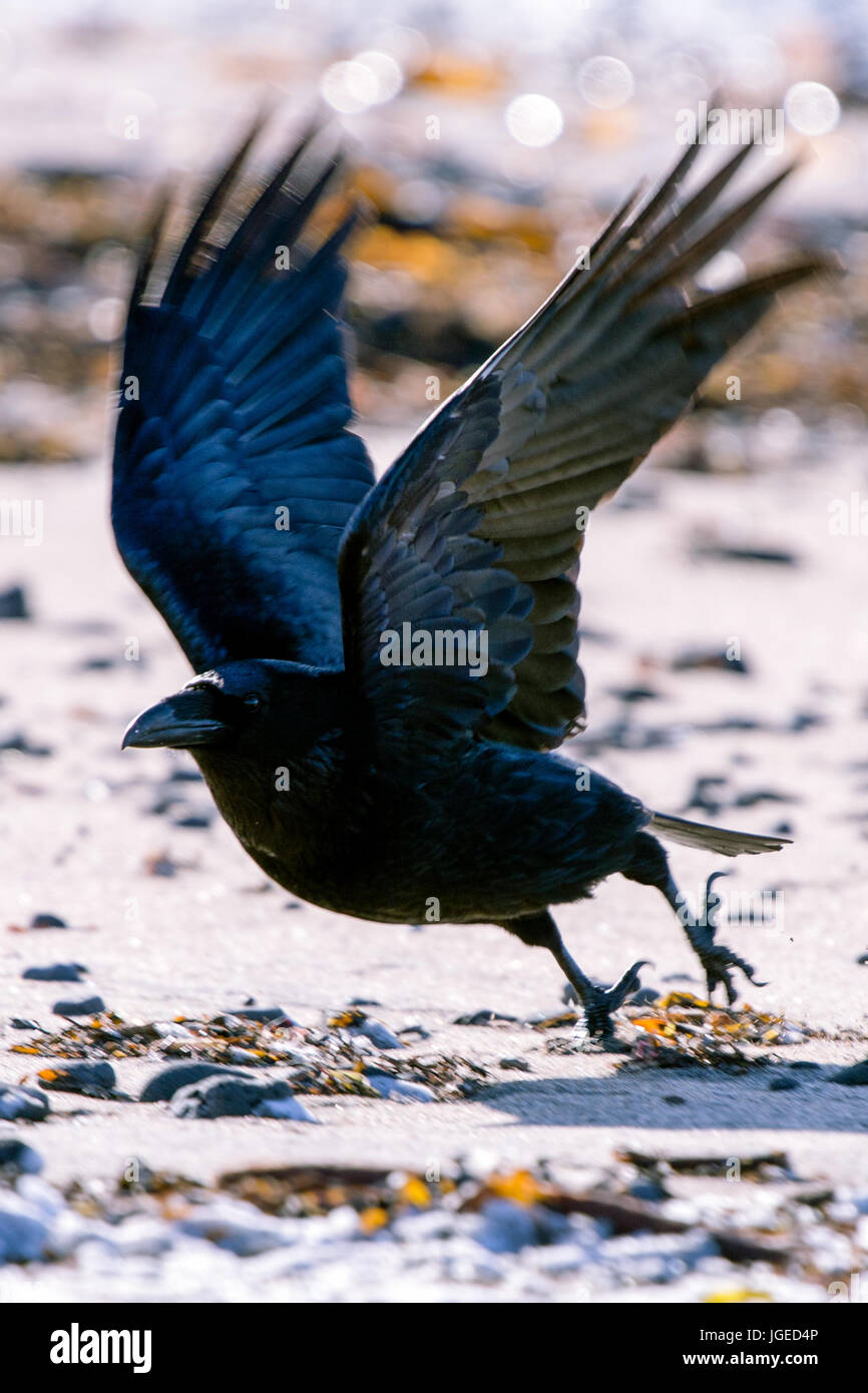 The Raven of Iceland and Faeroe Islands is a sub species of the common ...