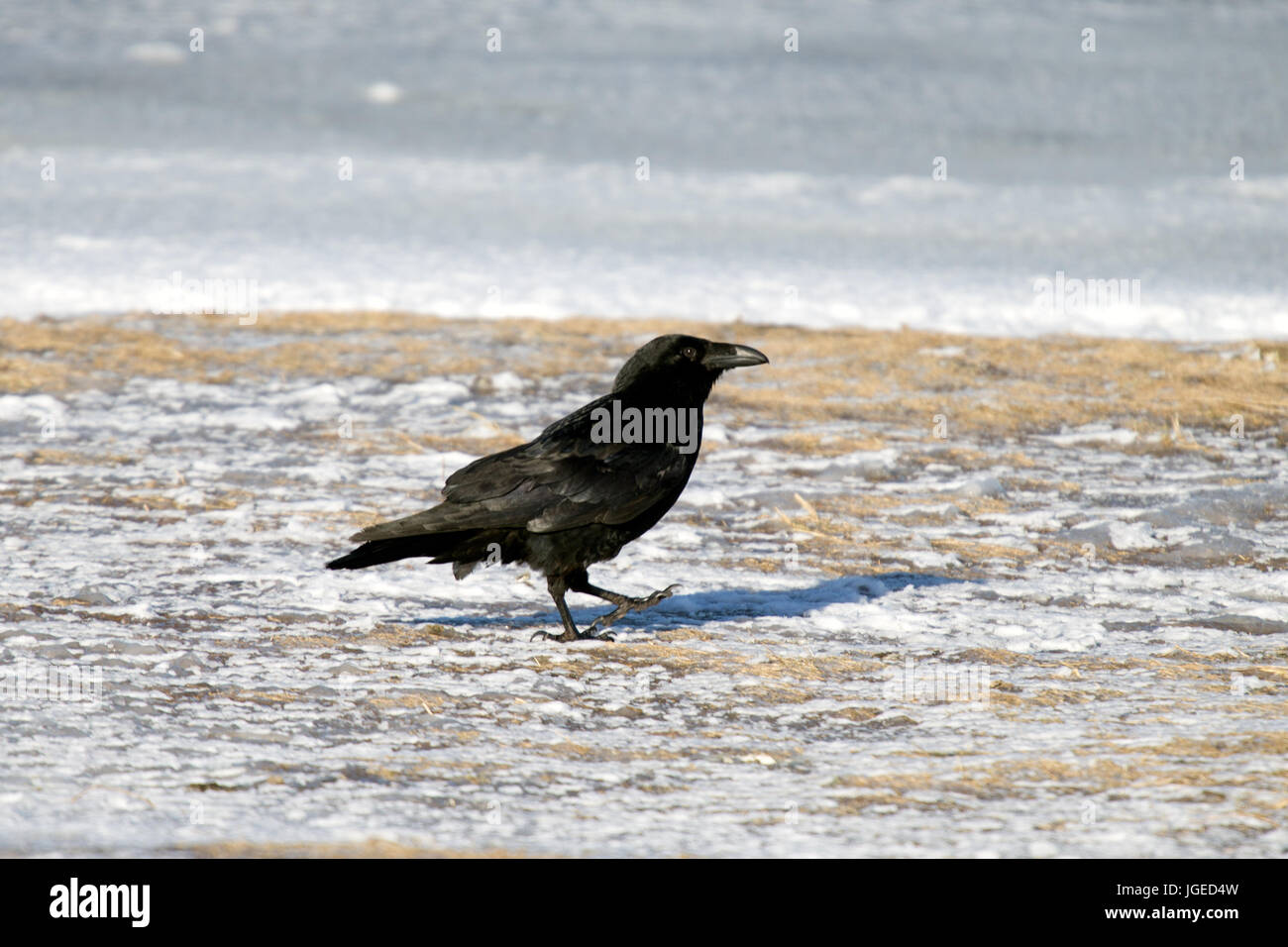 The Raven of Iceland and Faeroe Islands is a sub species of the common ...