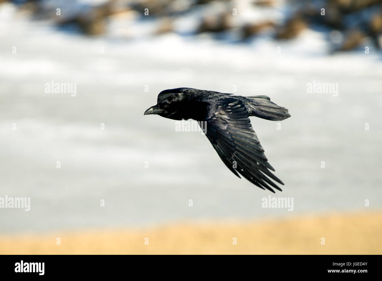 The Raven of Iceland and Faeroe Islands is a sub species of the common ...