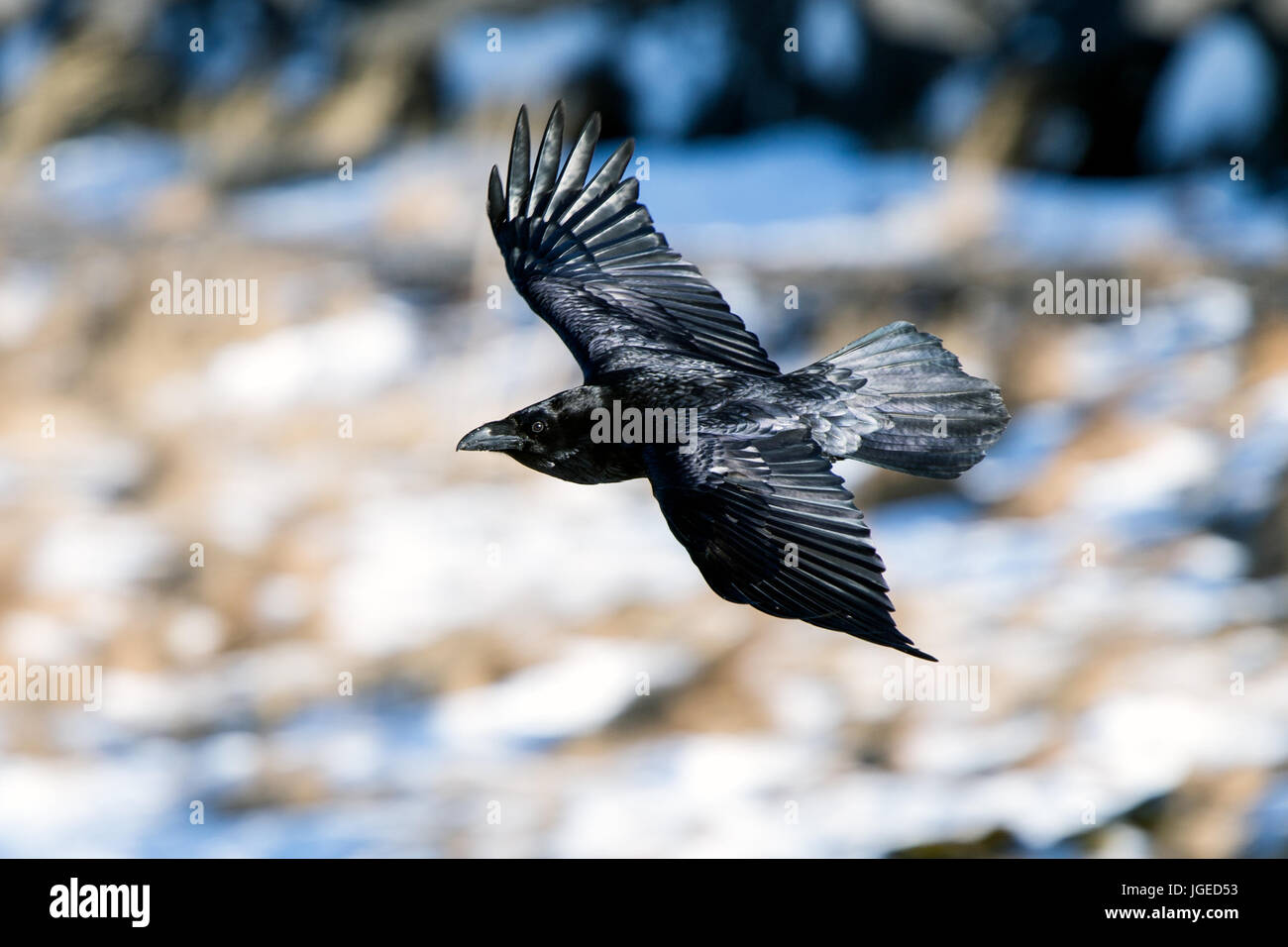 The Raven of Iceland and Faeroe Islands is a sub species of the common ...