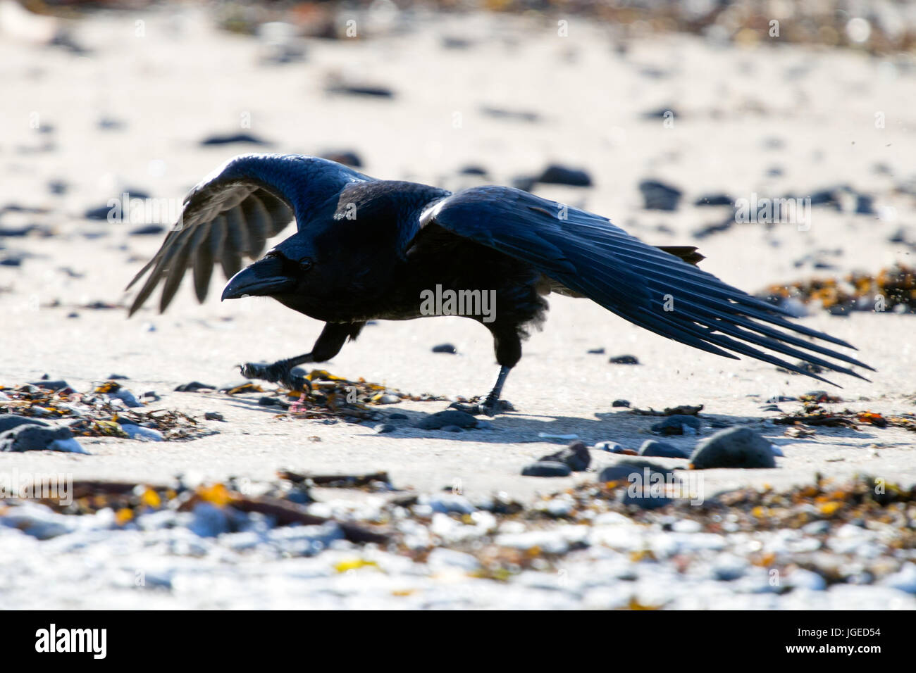 The Raven of Iceland and Faeroe Islands is a sub species of the common ...