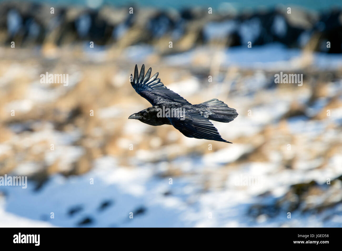 The Raven of Iceland and Faeroe Islands is a sub species of the common ...