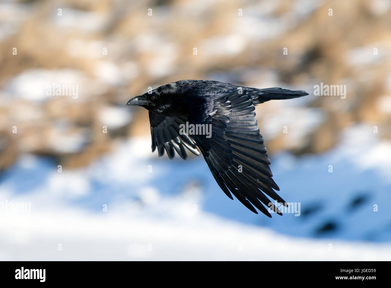 The Raven of Iceland and Faeroe Islands is a sub species of the common ...