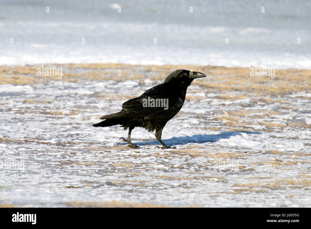 The Raven of Iceland and Faeroe Islands is a sub species of the common ...
