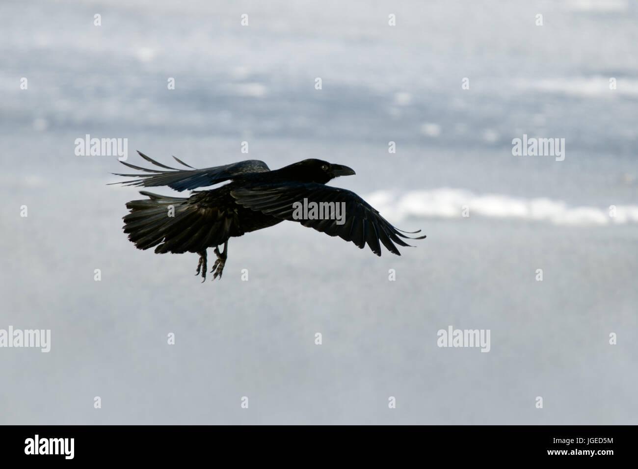 The Raven of Iceland and Faeroe Islands is a sub species of the common ...