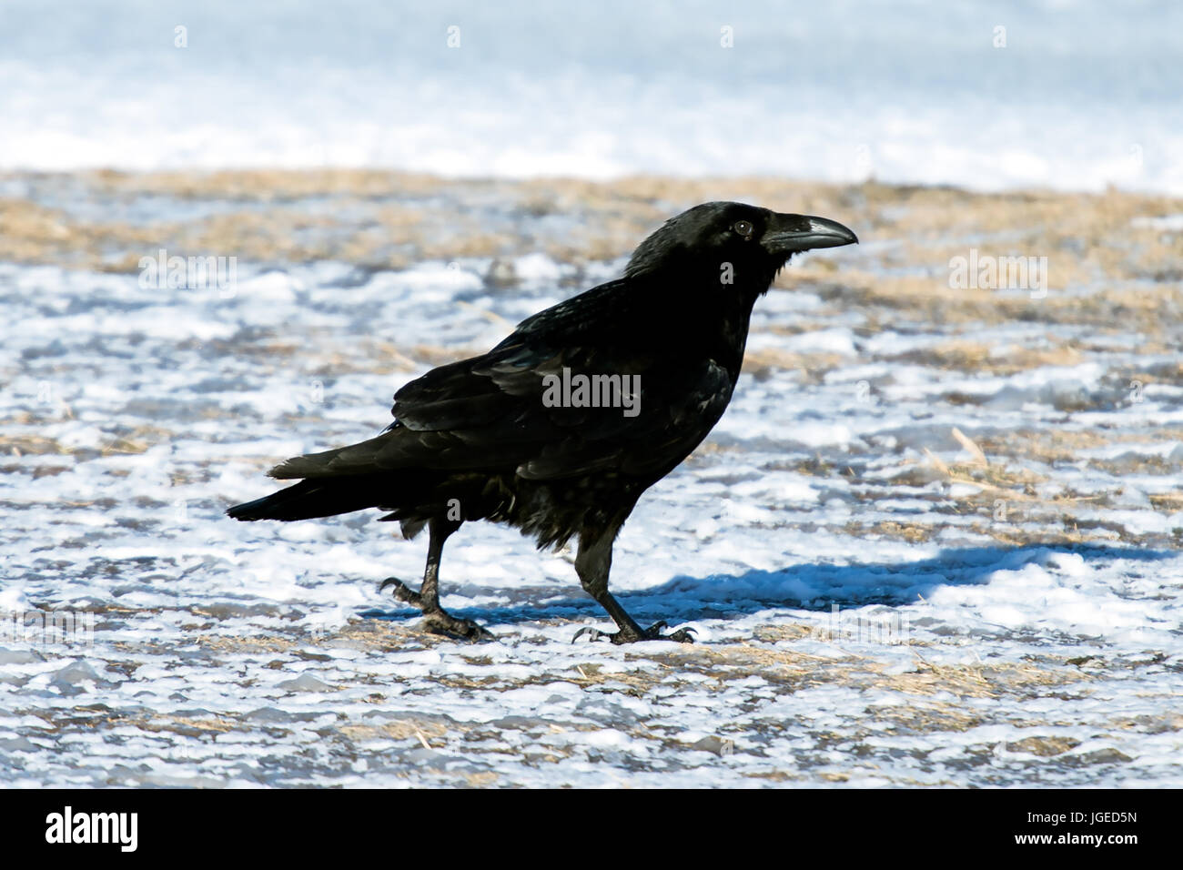 Icelandic common raven hi-res stock photography and images - Alamy