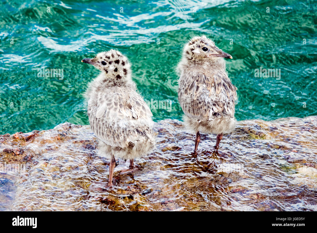 Common Gull chicks in the water Stock Photo - Alamy